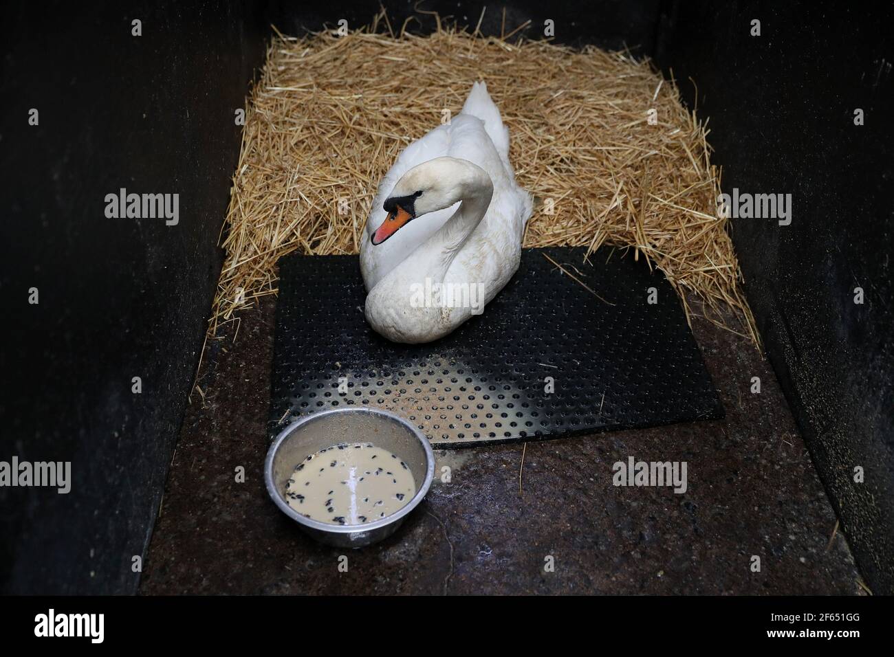 A swan being cared for at the newly opened Wildlife Rehabilitation ...