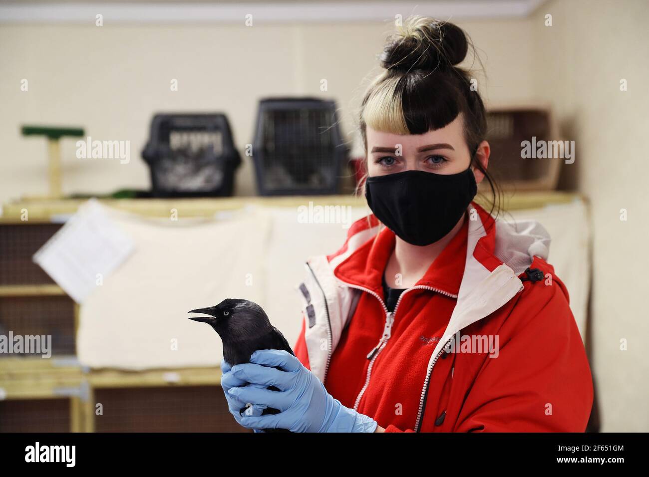 Jackdaw pub hi-res stock photography and images - Alamy