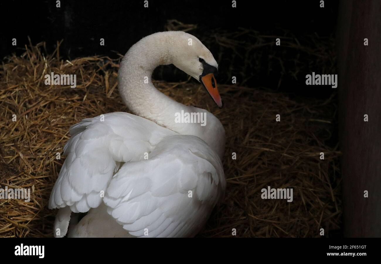 A female swan at the newly opened Wildlife Rehabilitation Ireland ...