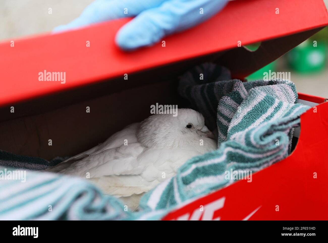A dove brought in with an injured leg and wing at the newly opened ...