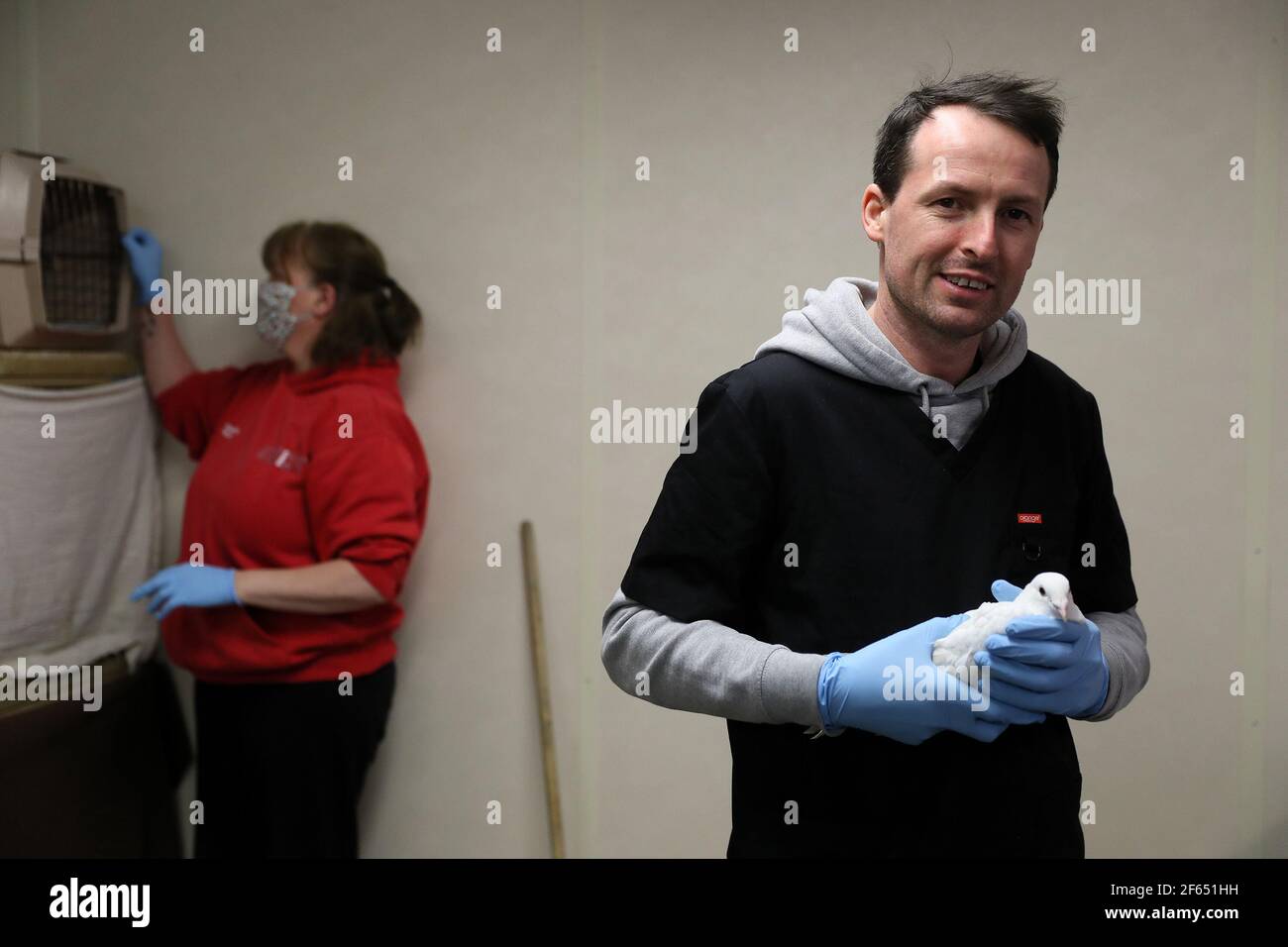 Wildlife hospital ireland hi-res stock photography and images - Alamy