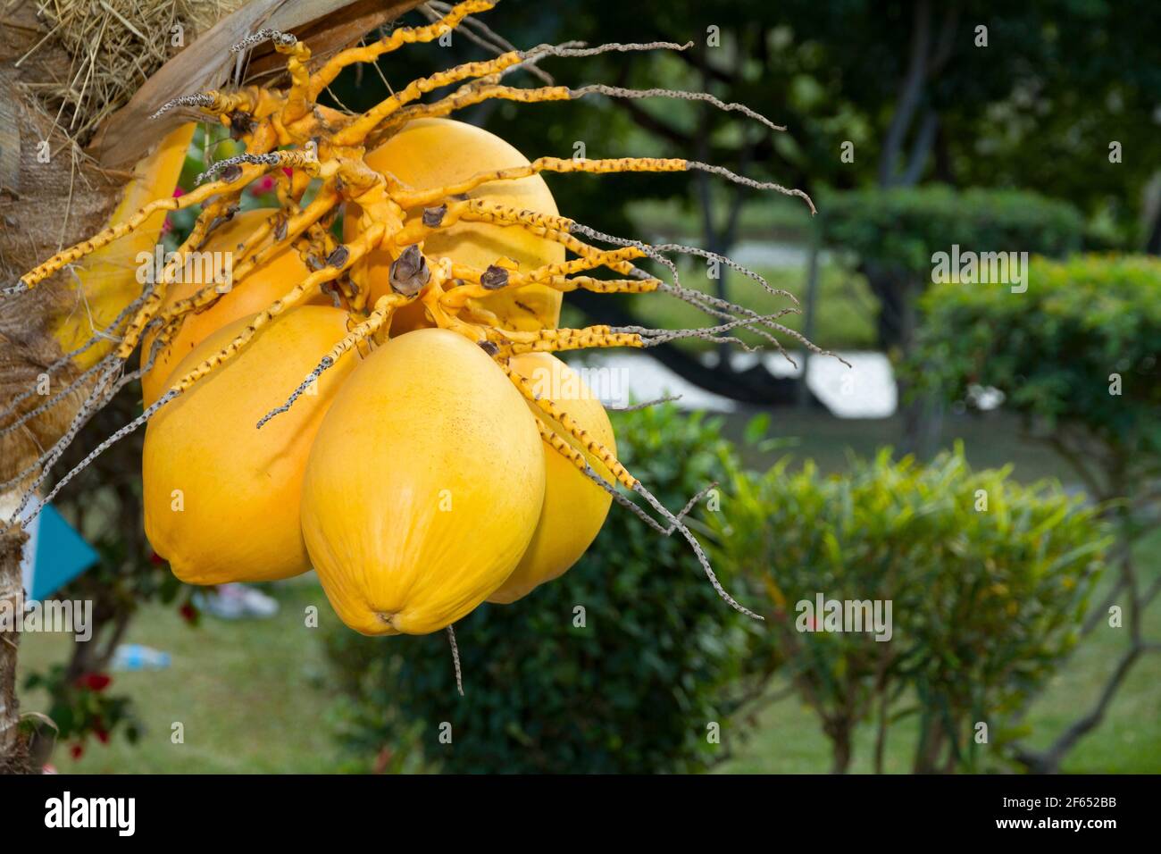 Yellow coconut tree hi-res stock photography and images - Alamy
