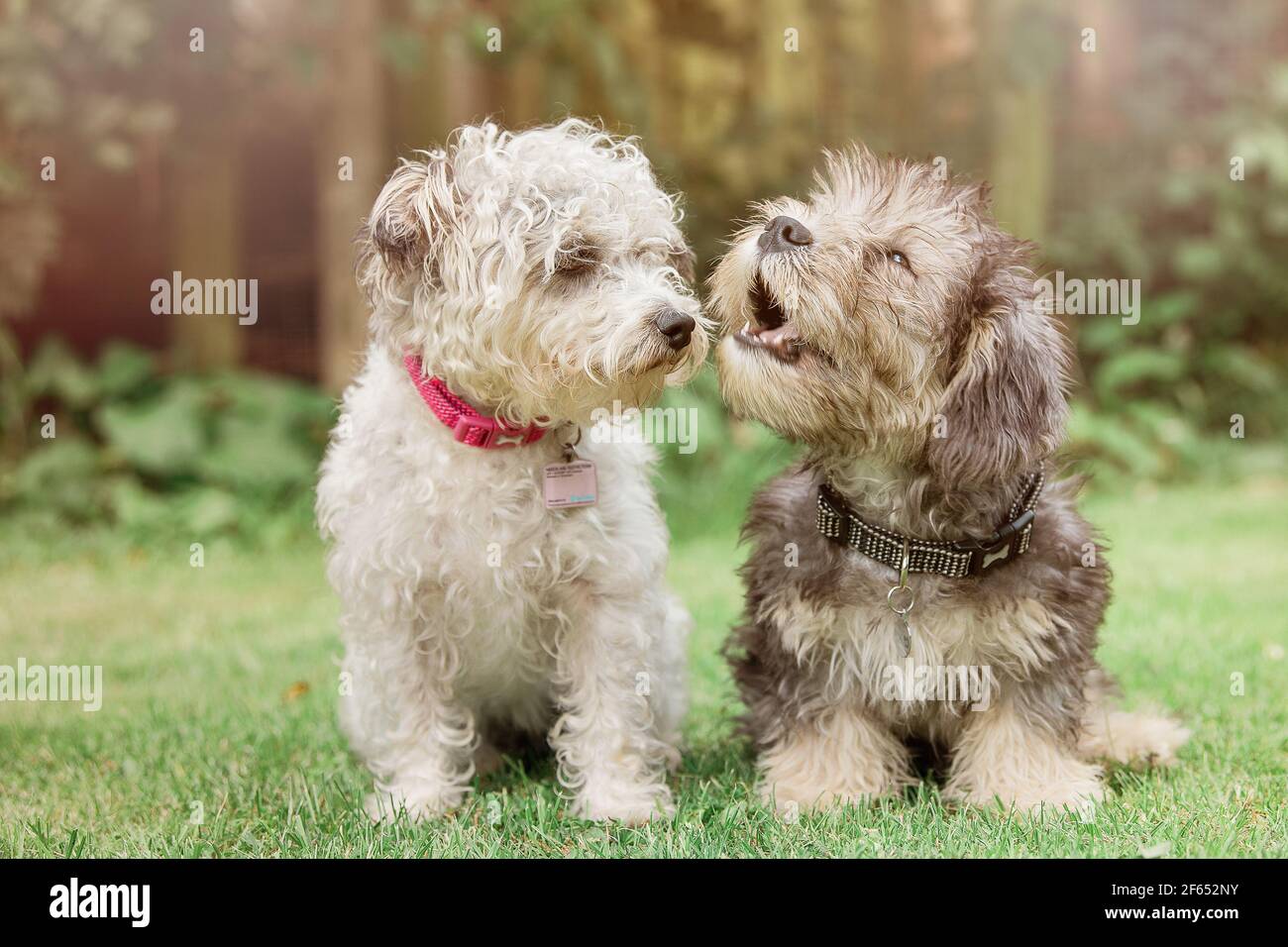 two small dogs sitting together Stock Photo - Alamy