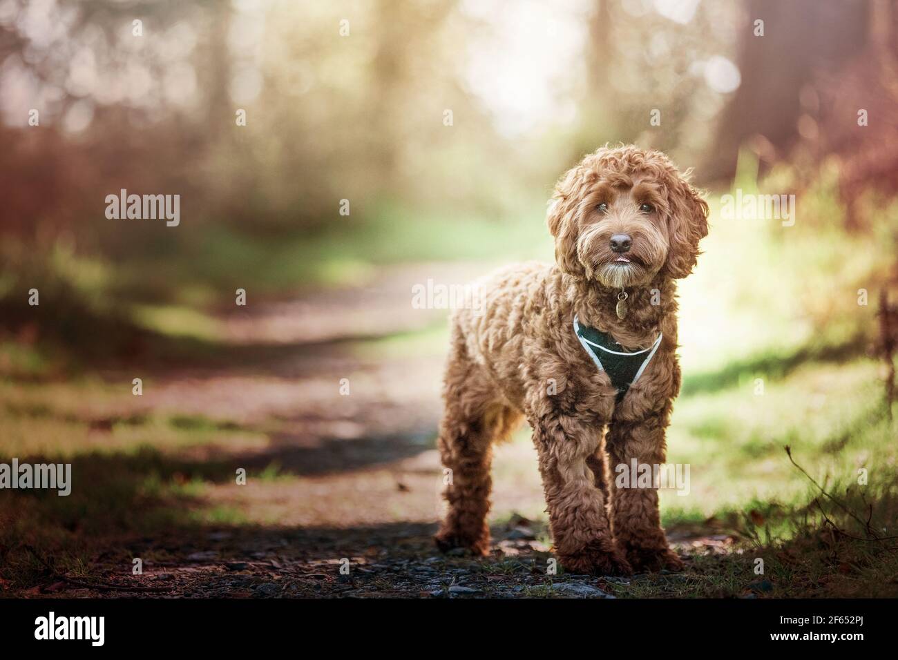 Labradoodle walking in the woods Stock Photo - Alamy
