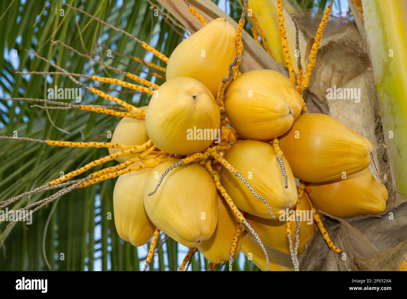 Yellow coconut tree hi-res stock photography and images - Alamy