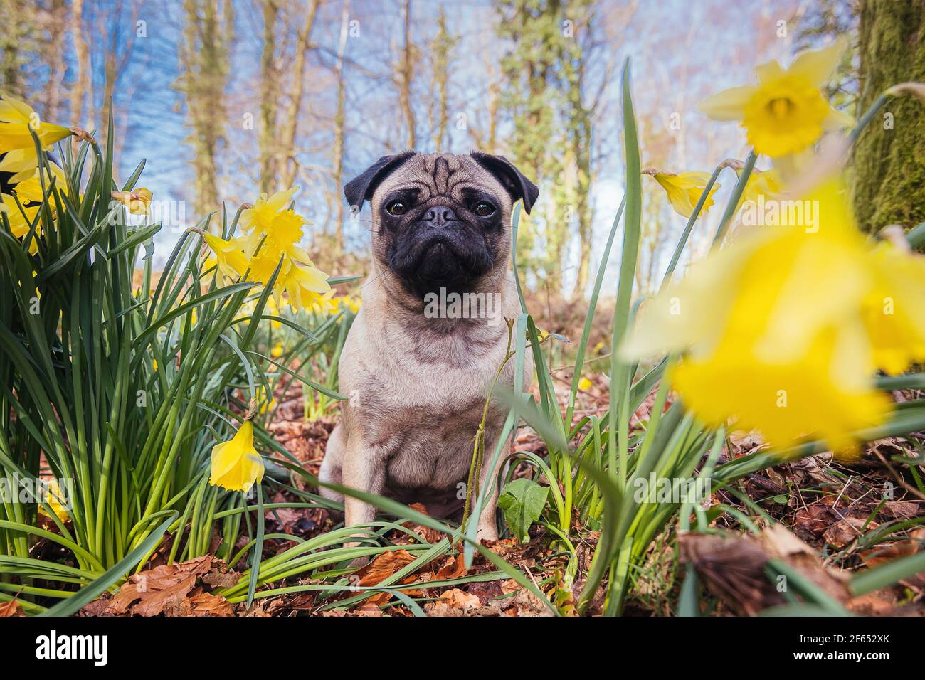 Small yellow dog walking hi-res stock photography and images - Alamy