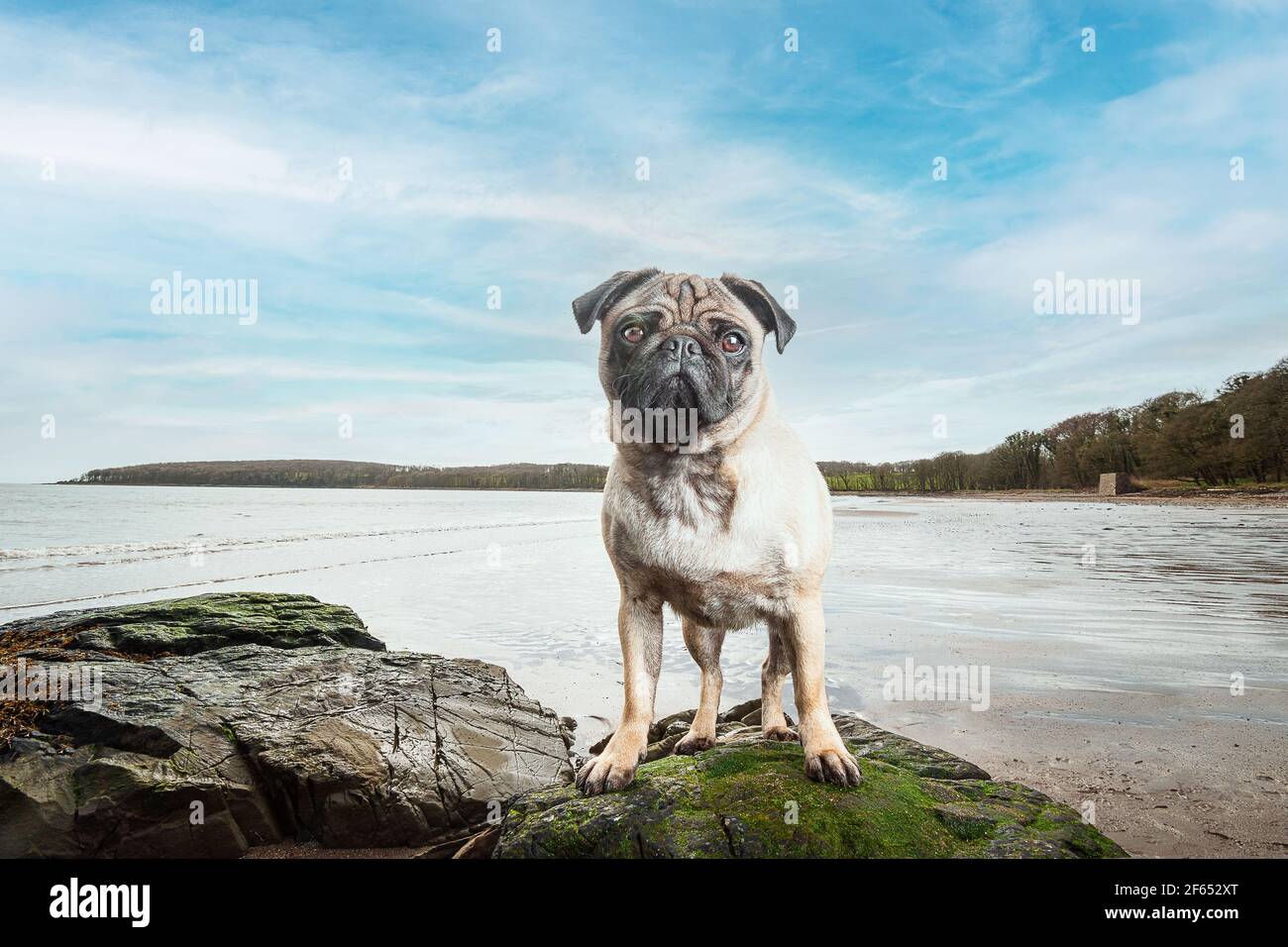 Pug dog on the beach Stock Photo - Alamy