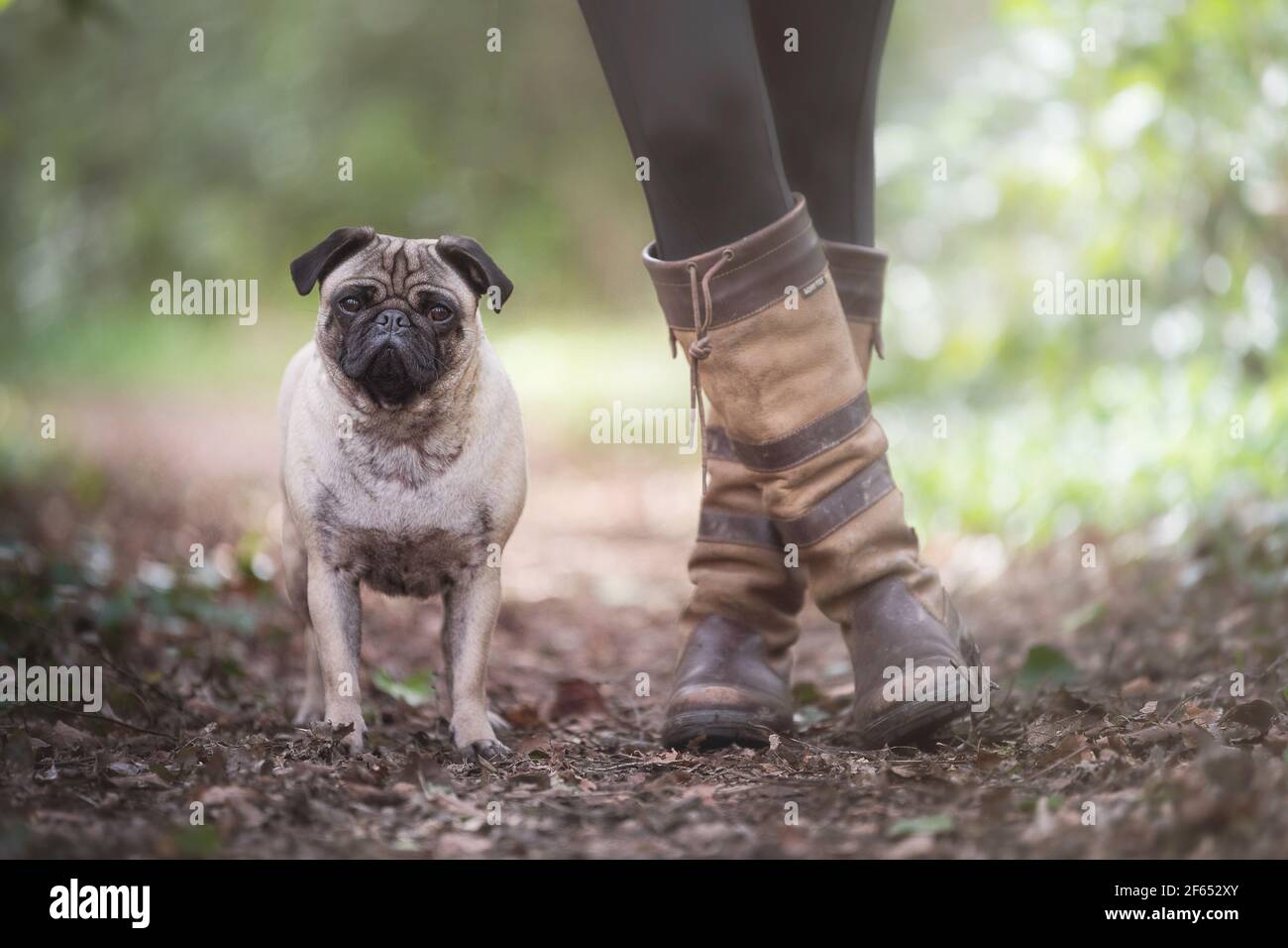 Pug dog going for a walk Stock Photo - Alamy