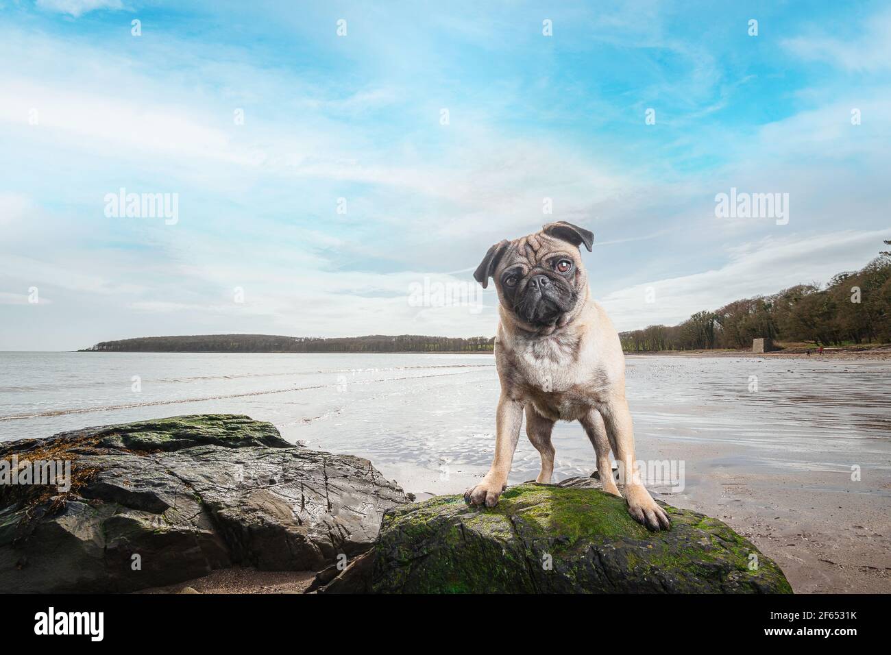 Pug dog on the beach Stock Photo - Alamy