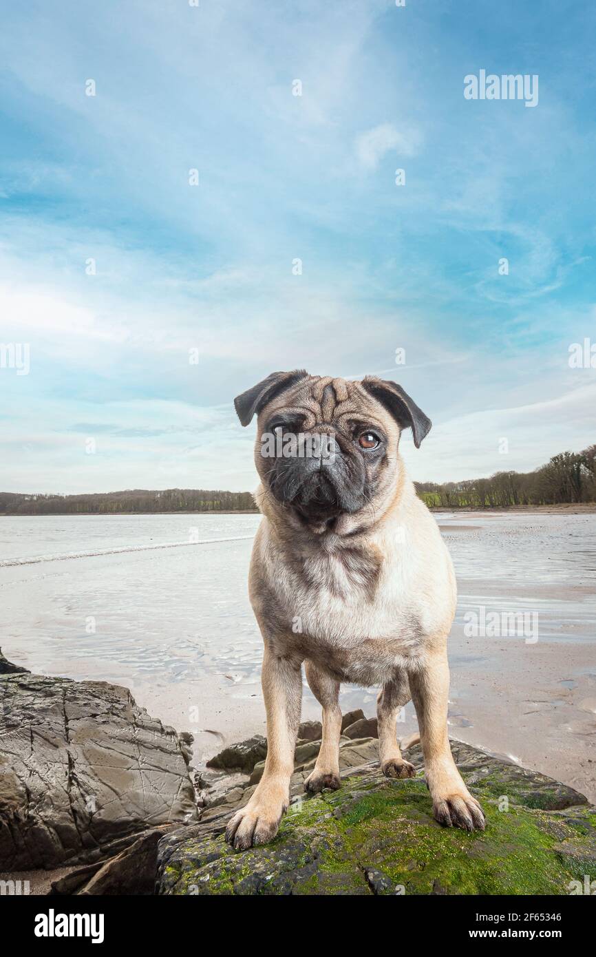 Pug dog beach hi-res stock photography and images - Alamy