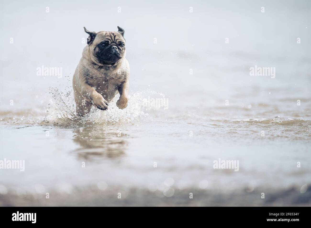 Pug dog on the beach Stock Photo - Alamy