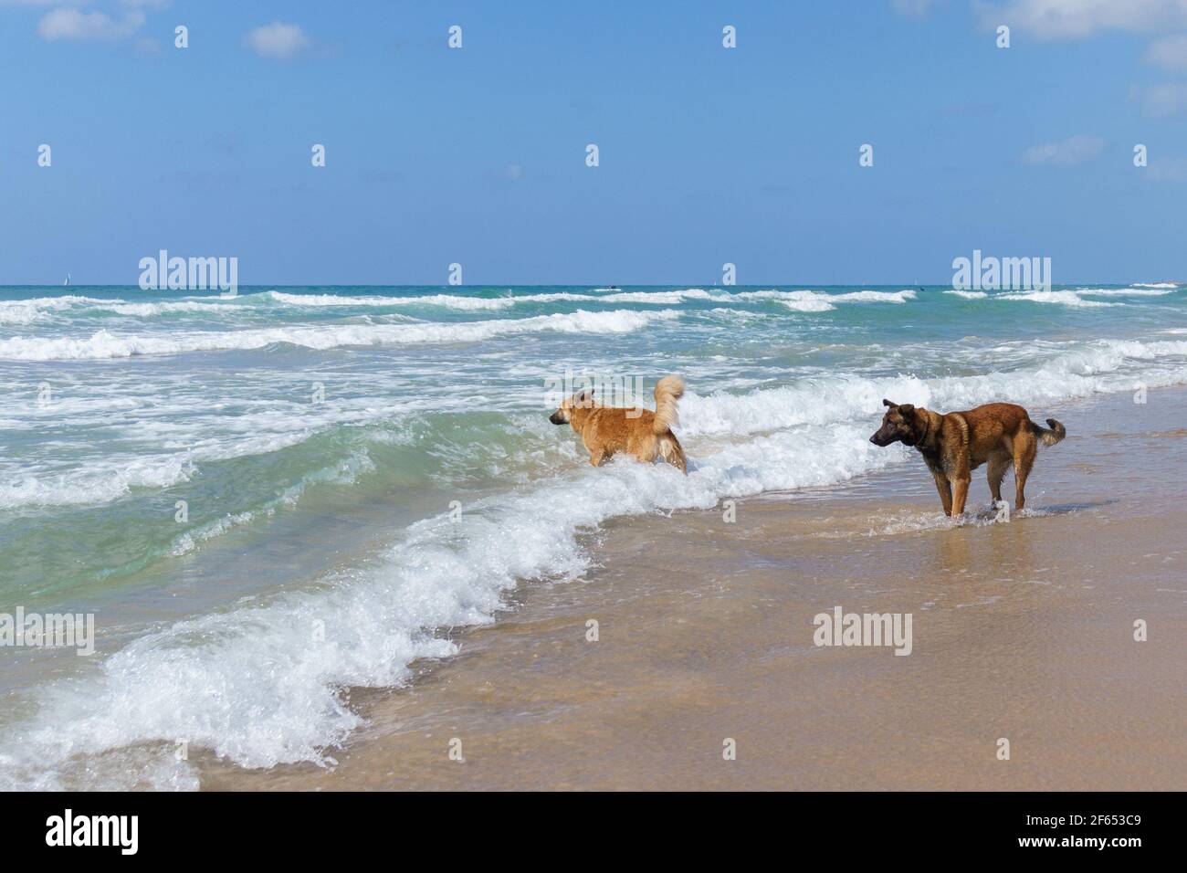 Happy dogs playing in the sea hi-res stock photography and images - Alamy