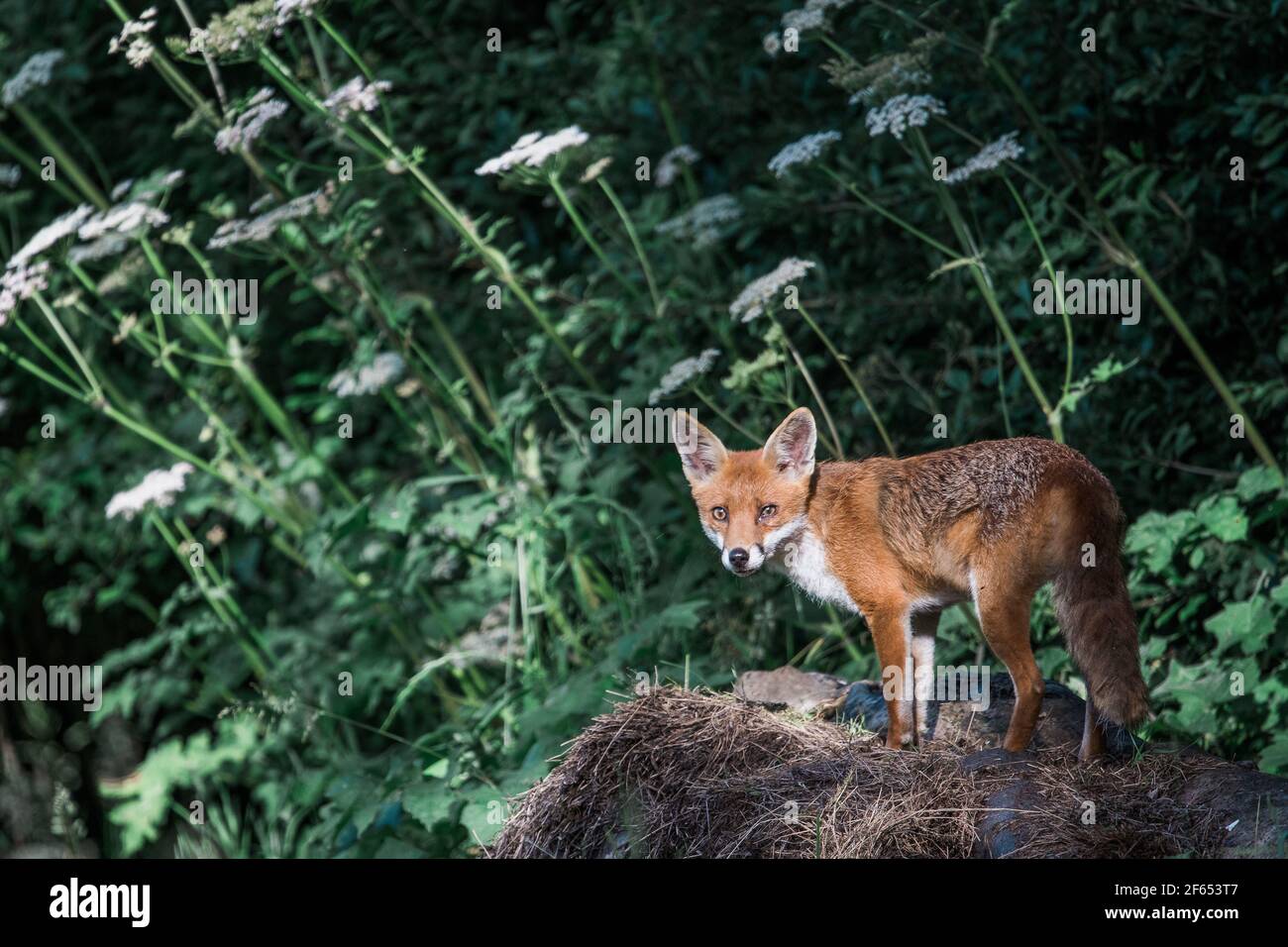 Rural red fox hi-res stock photography and images - Alamy