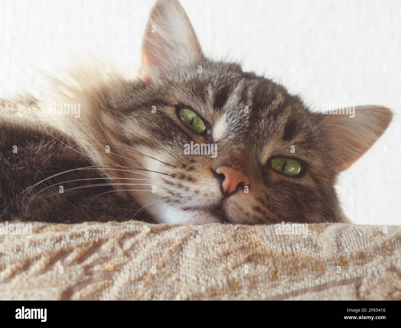 Toned sepia cat hi-res stock photography and images - Alamy