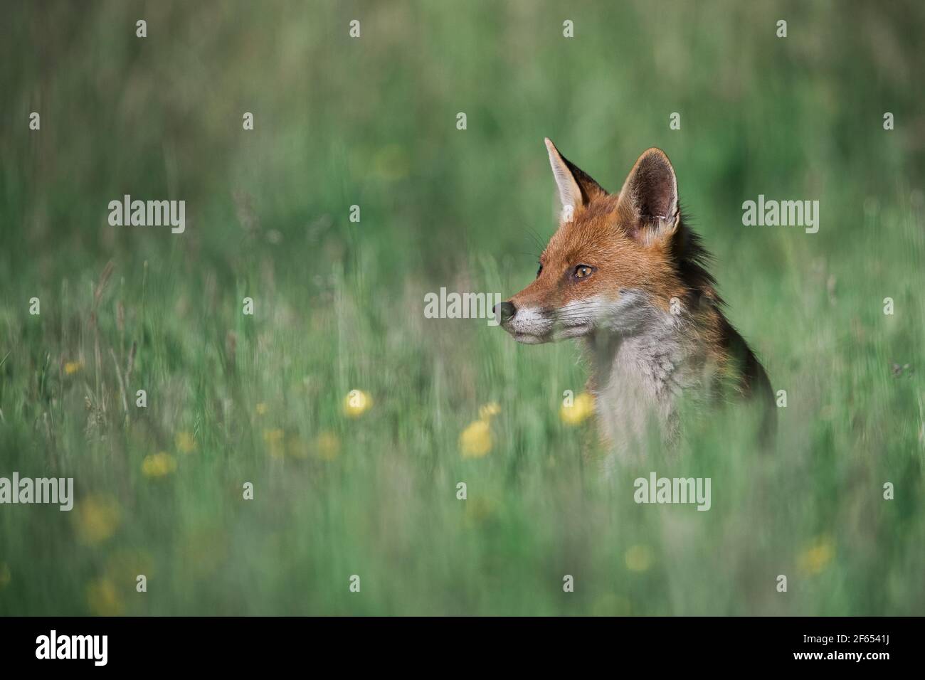 British fox hunt hi-res stock photography and images - Alamy