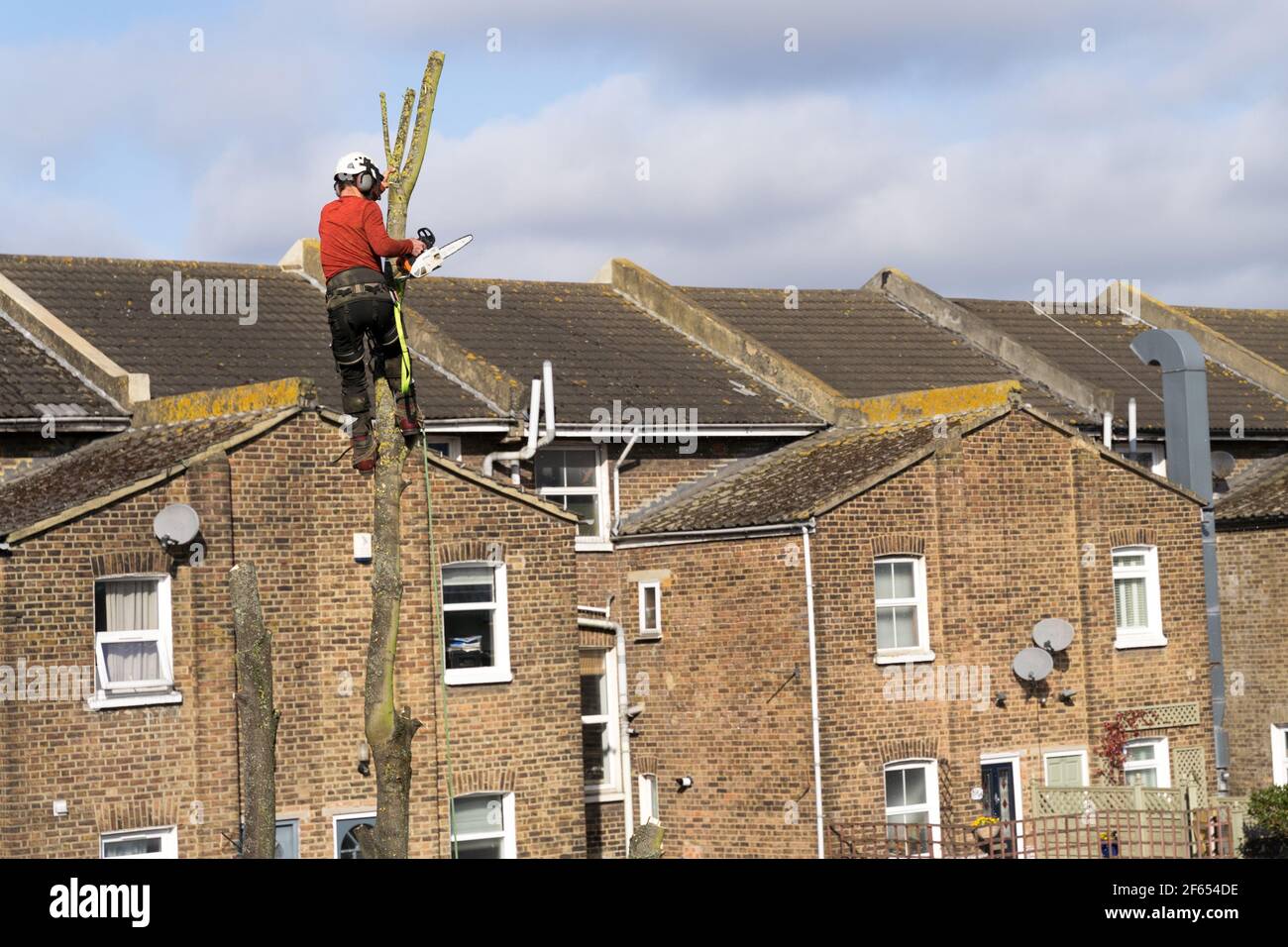 Tree surgeon on safety rope stands on tree top cutting off tree ...