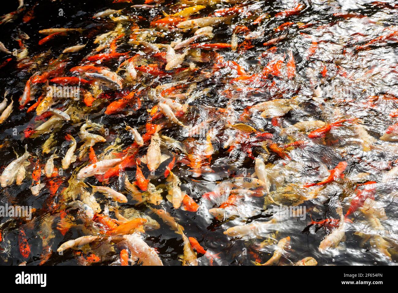 Koi swimming in a water garden,Colorful koi fish,Detail of colorful koi ...