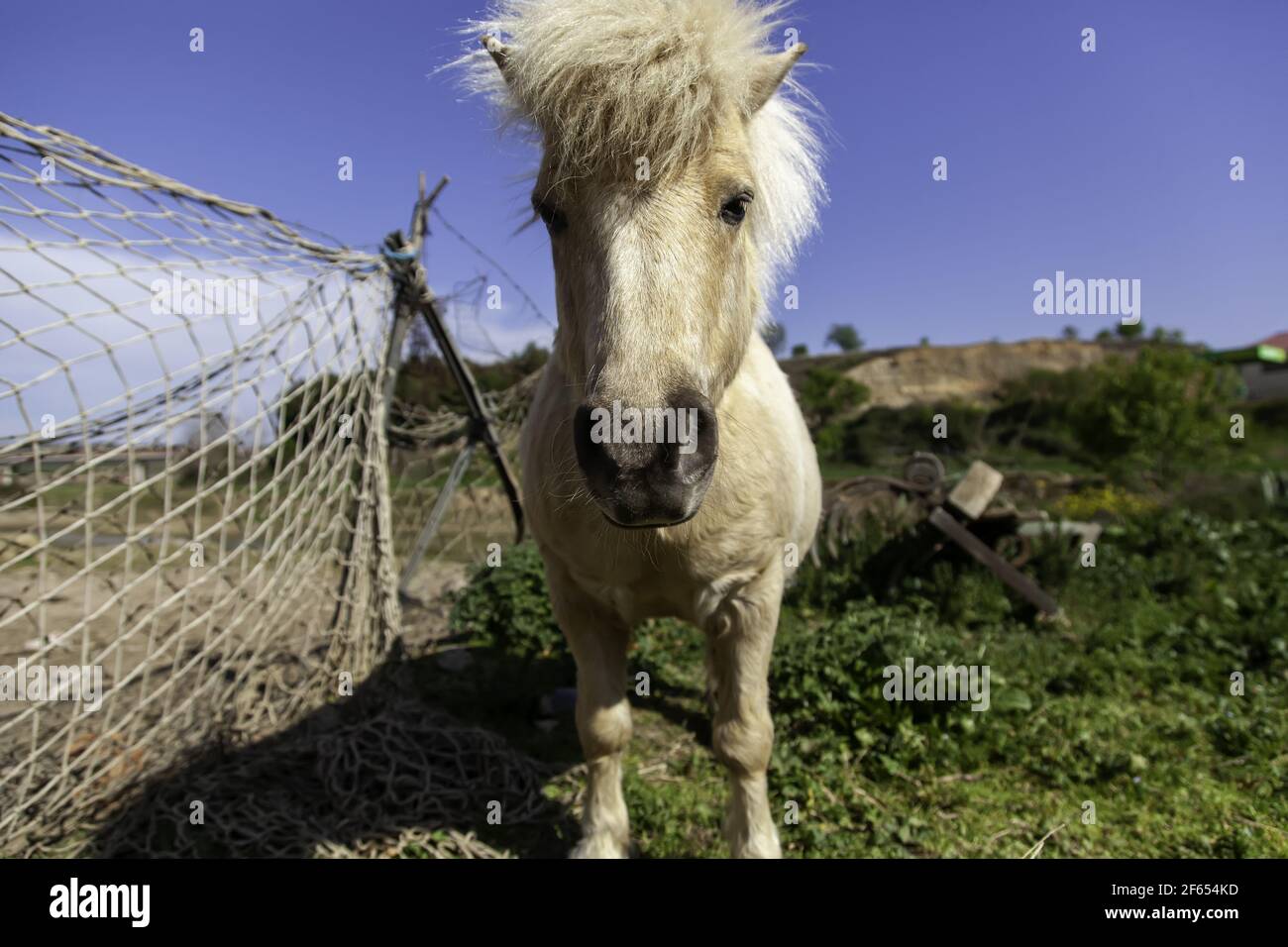 Wild pony in field, free animals and nature, horses Stock Photo - Alamy