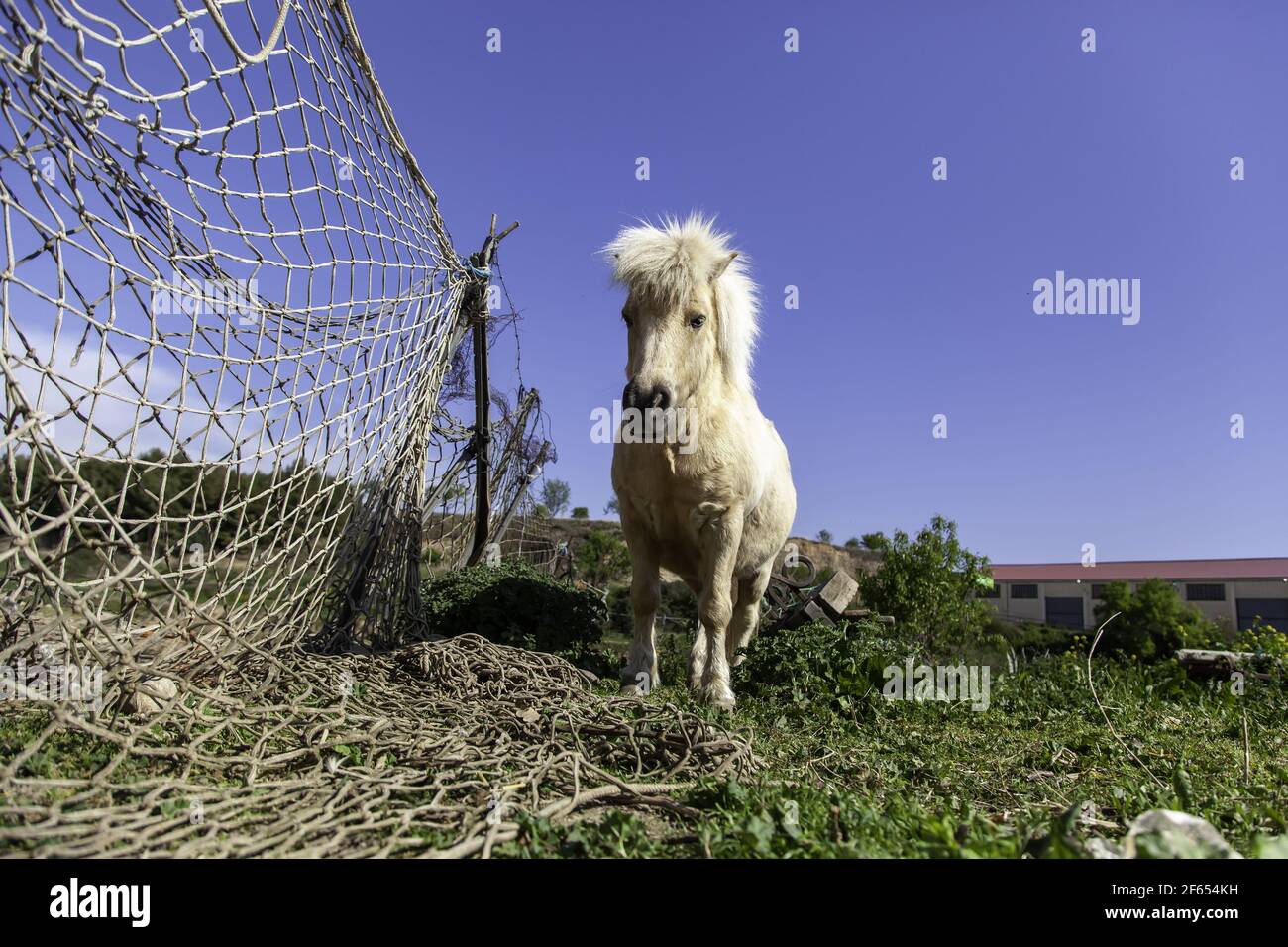 Wild pony in field, free animals and nature, horses Stock Photo - Alamy