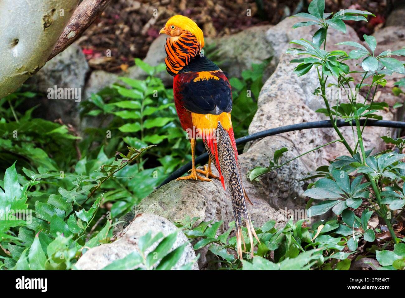 Golden pheasant, Chrysolophus pictus portrait Stock Photo - Alamy