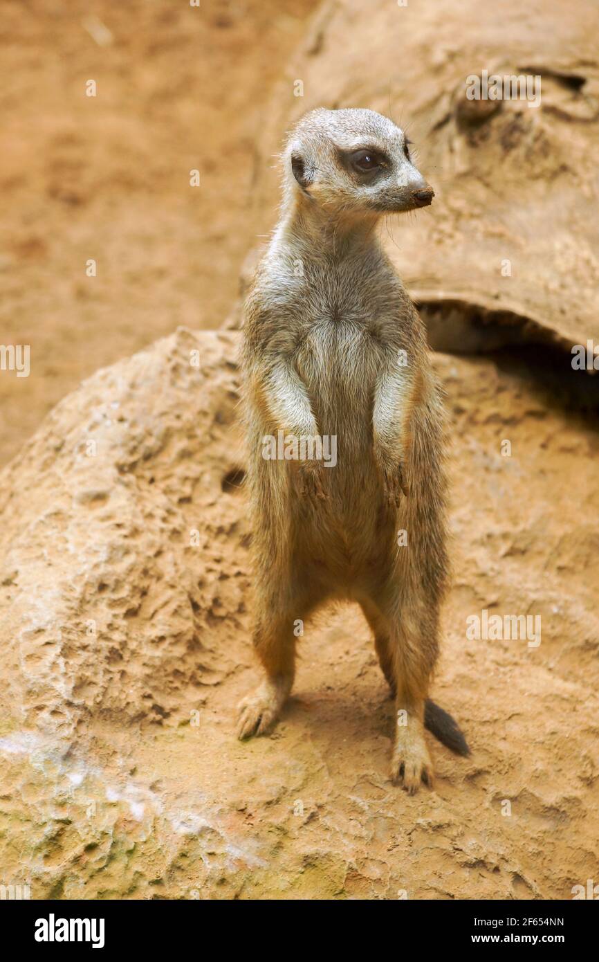 Meerkat (Suricata suricatta), also known as the suricate Stock Photo ...