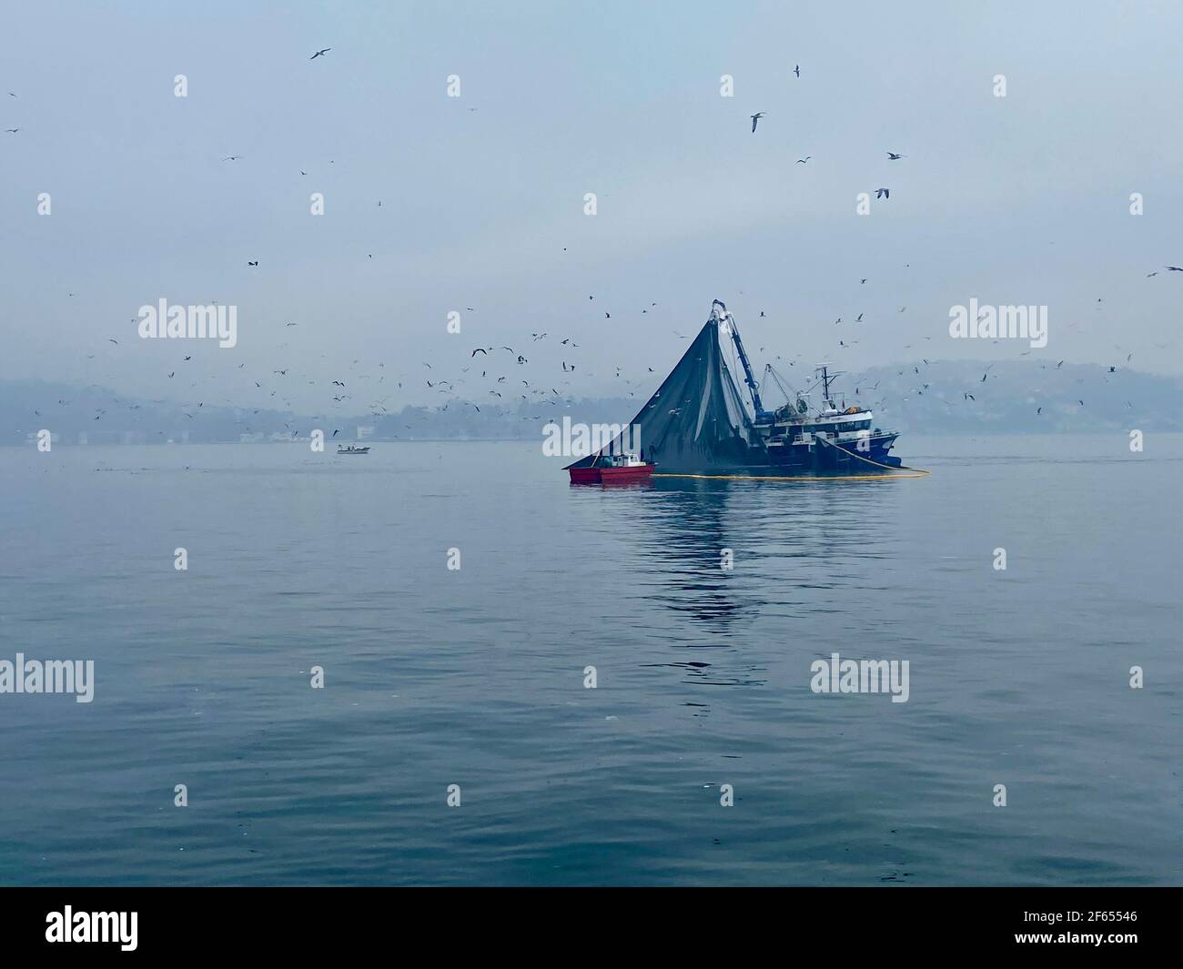 Fisherman boat with a big huge fishnet collecting fish from the ...