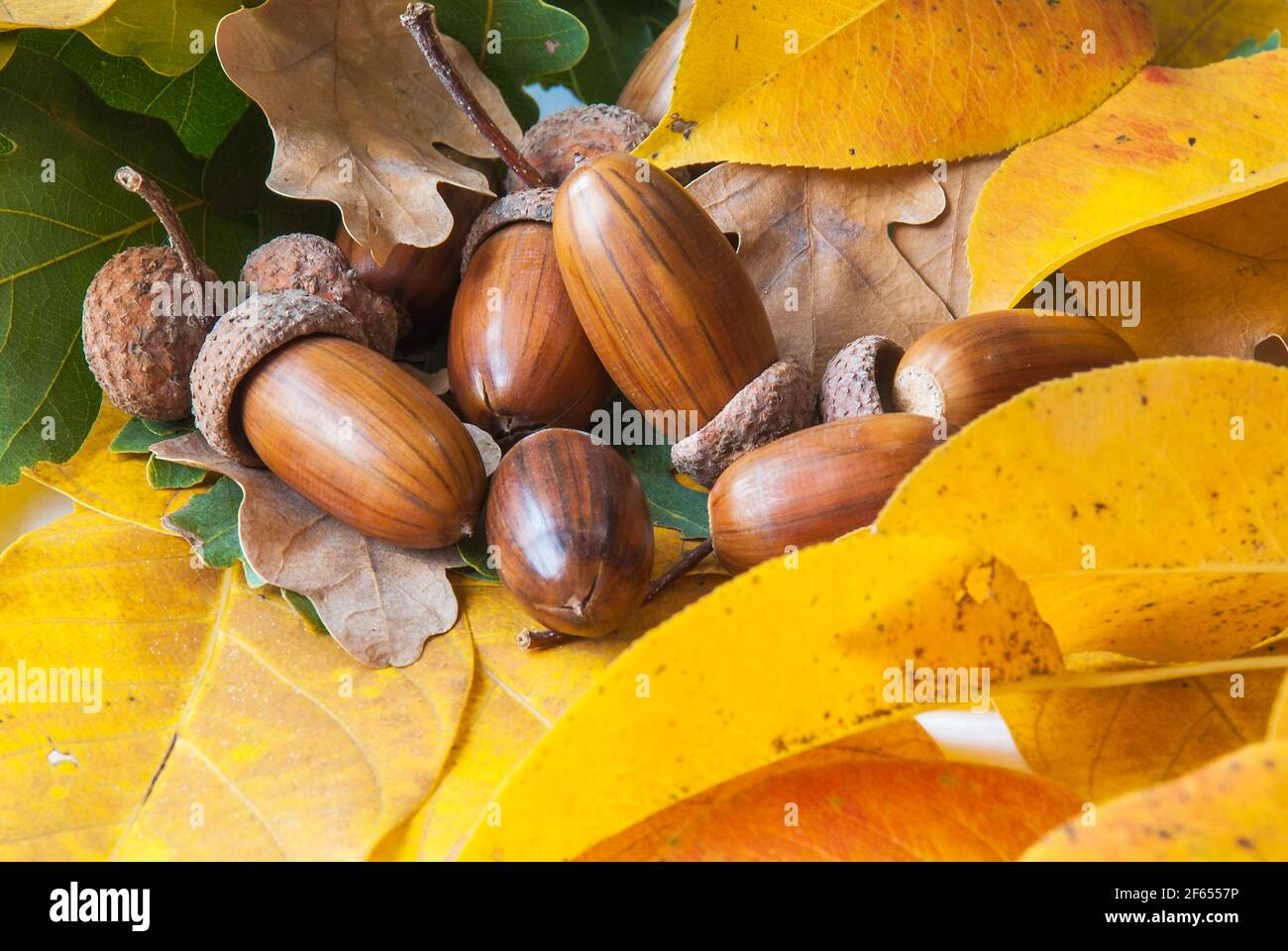 Composition of acorns from oak Stock Photo - Alamy