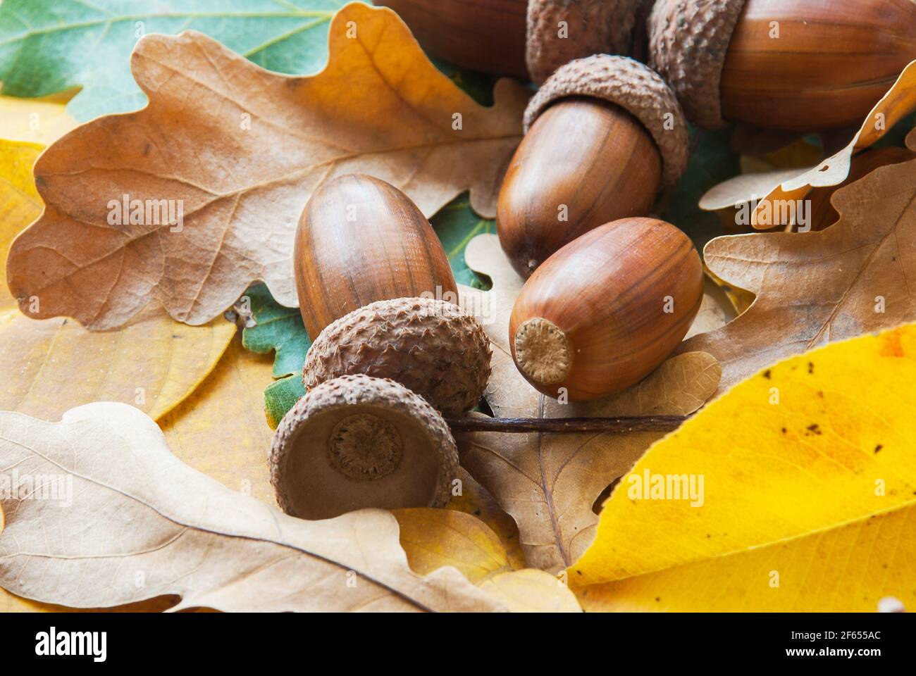 Composition of acorns from oak Stock Photo - Alamy