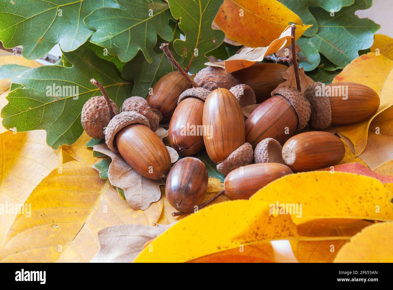 Composition of acorns from oak Stock Photo - Alamy