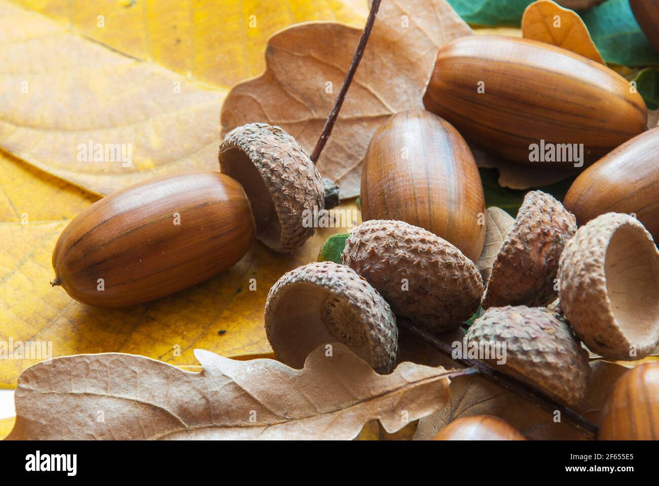 Composition of acorns from oak Stock Photo - Alamy
