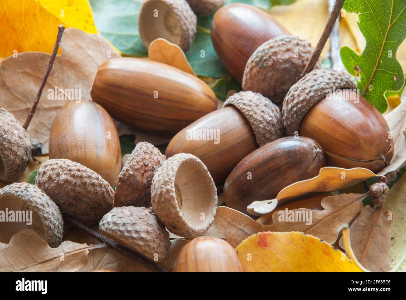 Composition of acorns from oak Stock Photo - Alamy