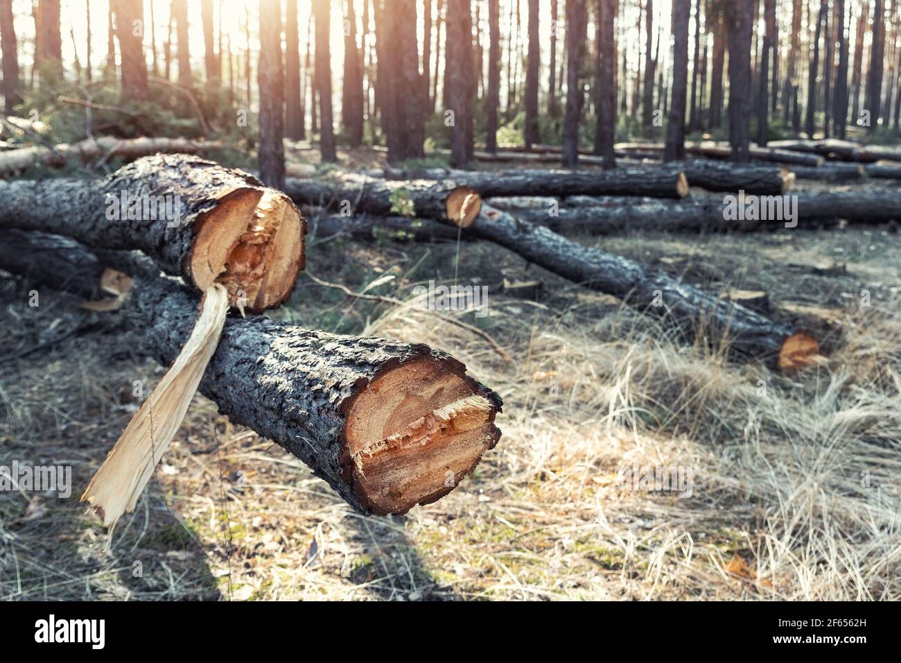 Felling big coniferous pine tree logs at forest landscape. Industrial ...