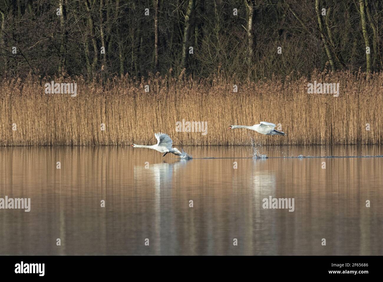 Two swans chasing hi-res stock photography and images - Alamy