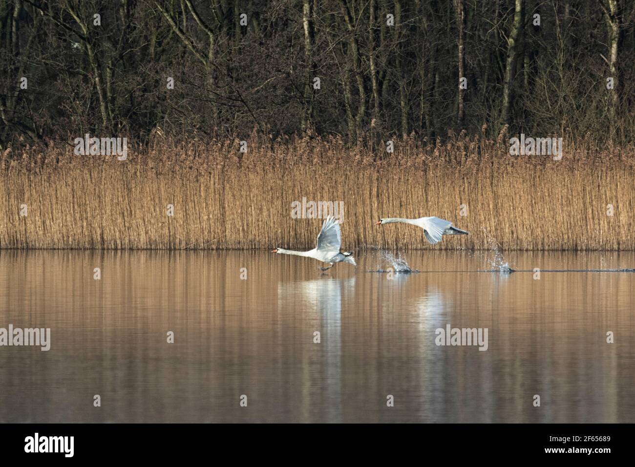 Two swans chasing hi-res stock photography and images - Alamy