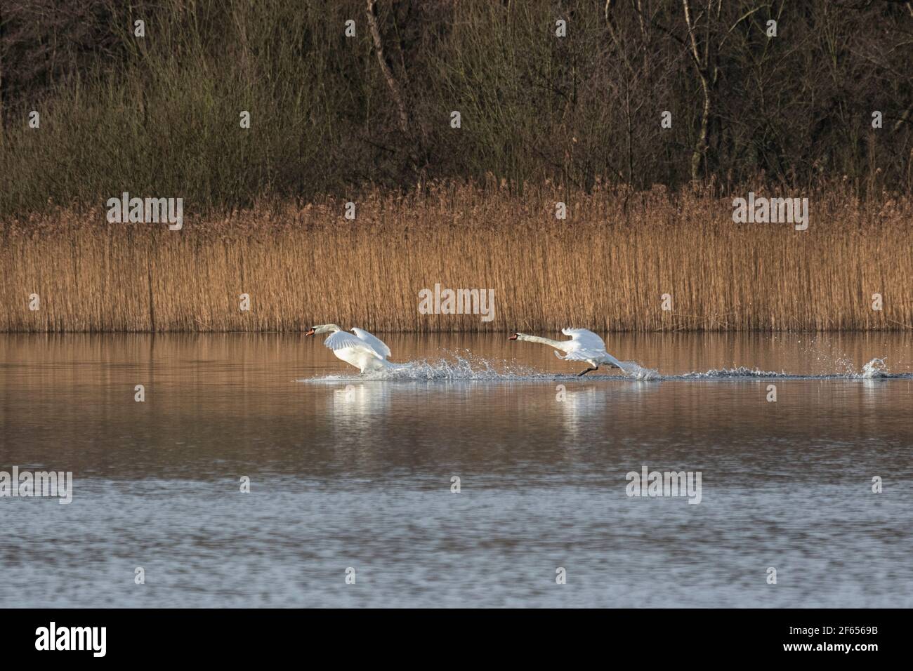 Two swans chasing hi-res stock photography and images - Alamy