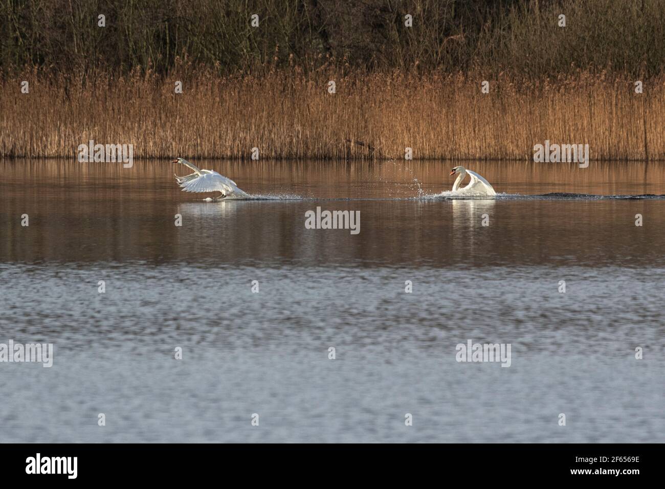 Two swans chasing hi-res stock photography and images - Alamy