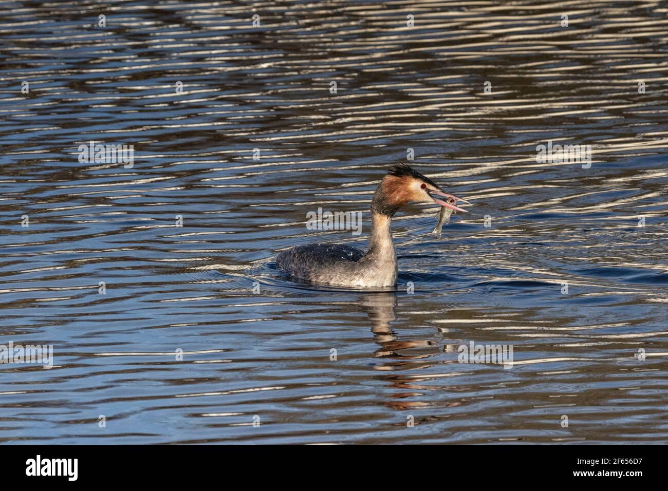 Great Crested Grebe out fishing on The Norfolk Broads, Norfolk, East ...