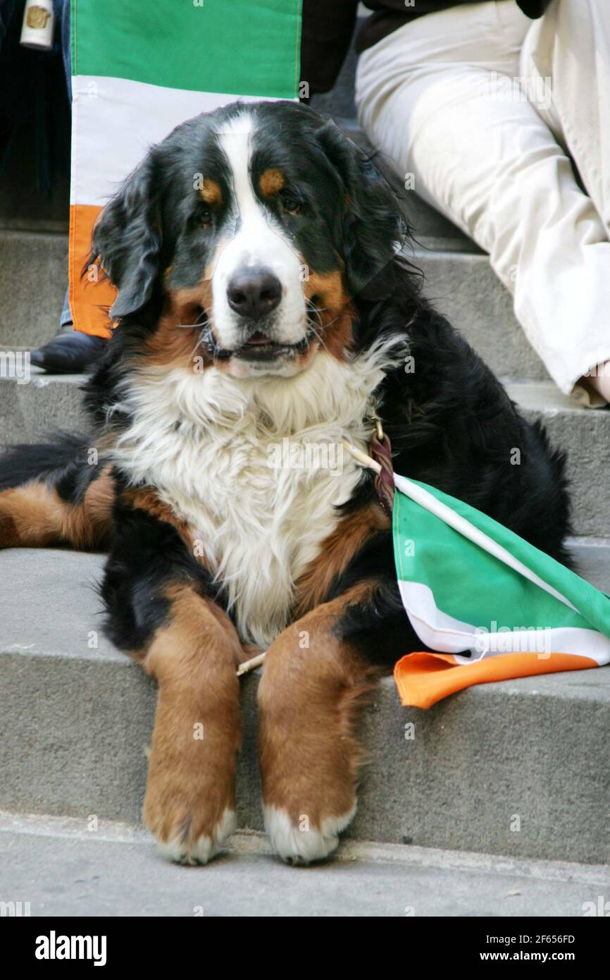 Saint bernard avenue hi-res stock photography and images - Alamy