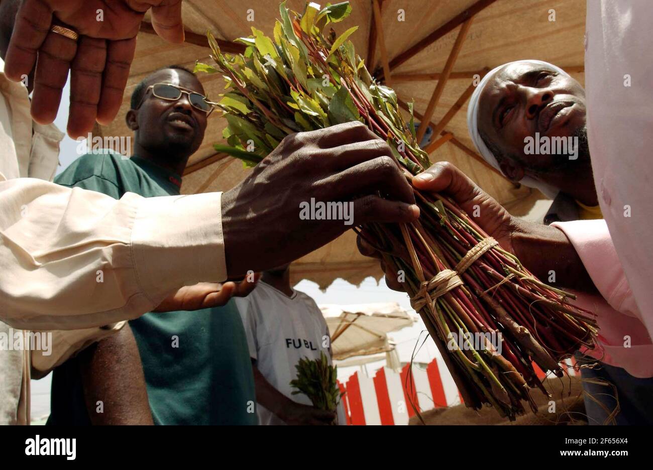 KHAT IS SOLD AND CHEWED IN THE MARKET PLACE IN HARGEISA,THE CAPITAL OF ...