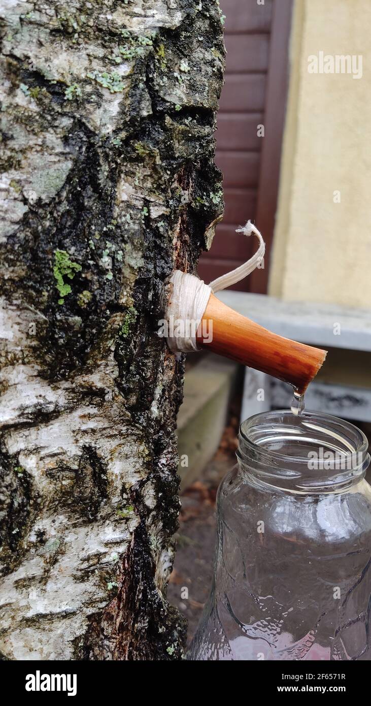 The spring gathering of birch sap in a bottle Stock Photo - Alamy