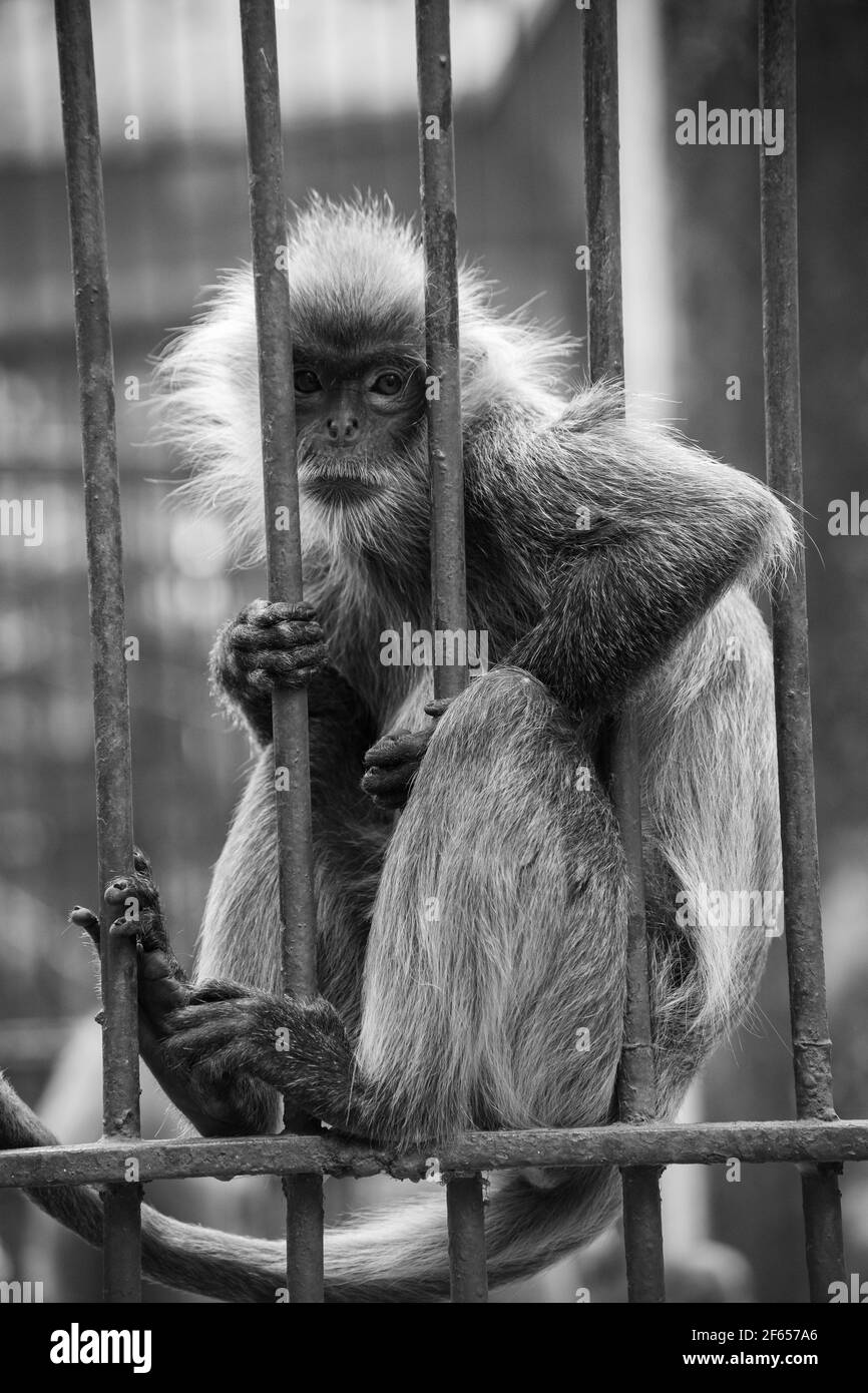 Imprisoned animal Black and White Stock Photos & Images - Alamy