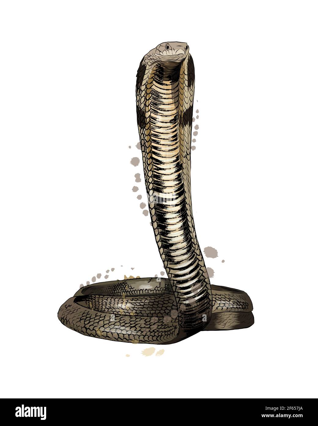 Realistic Cobra Drawing Amazon.com: King Cobra Art Print, Cobra Snake