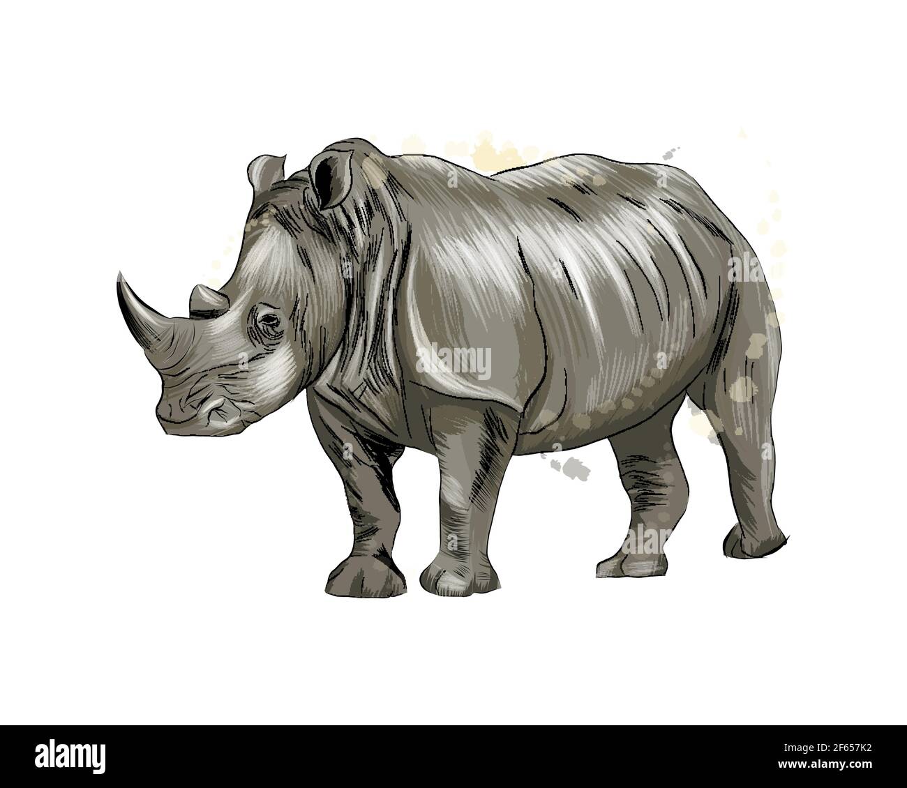 Rhinoceros from a splash of watercolor, colored drawing, realistic ...
