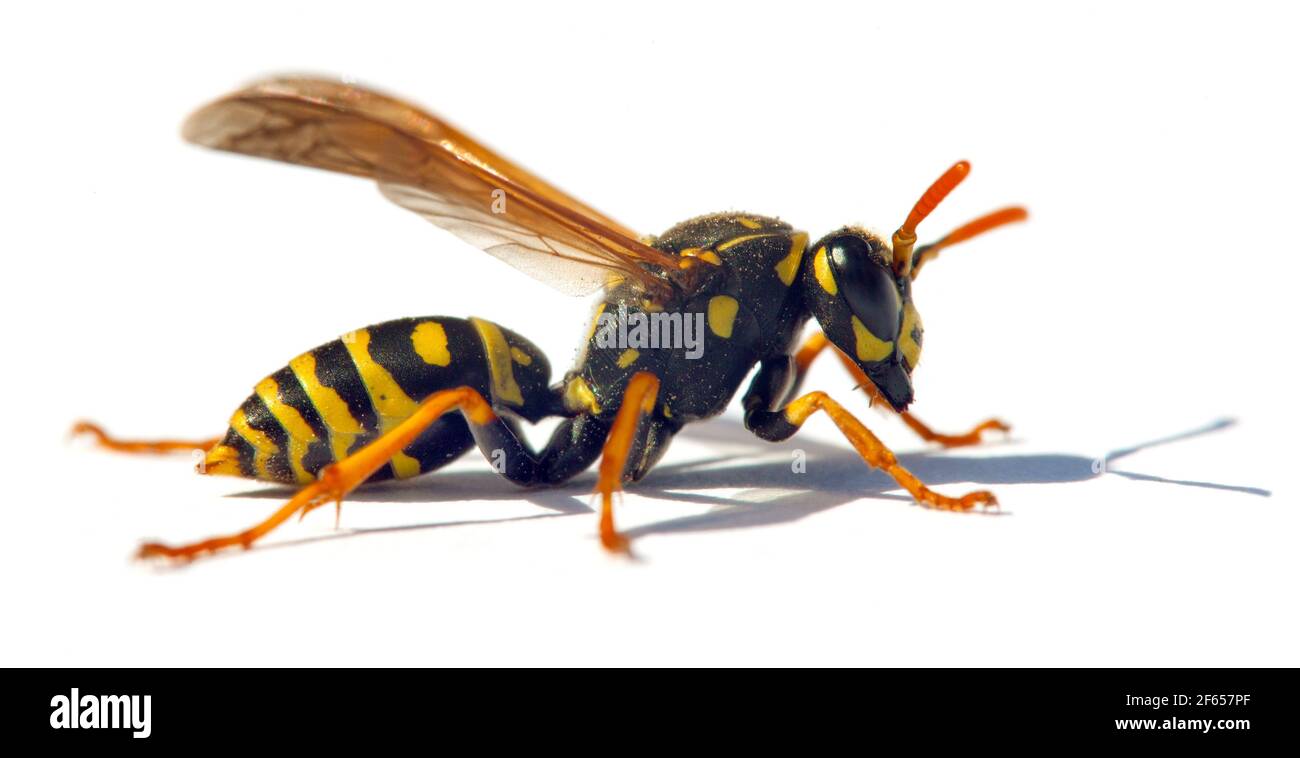European wasp German wasp or German yellowjacket isolateed on white ...