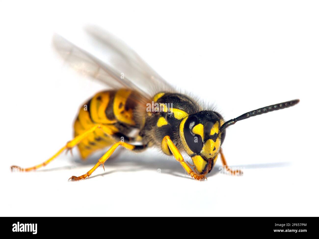 European wasp German wasp or German yellowjacket isolateed on white ...