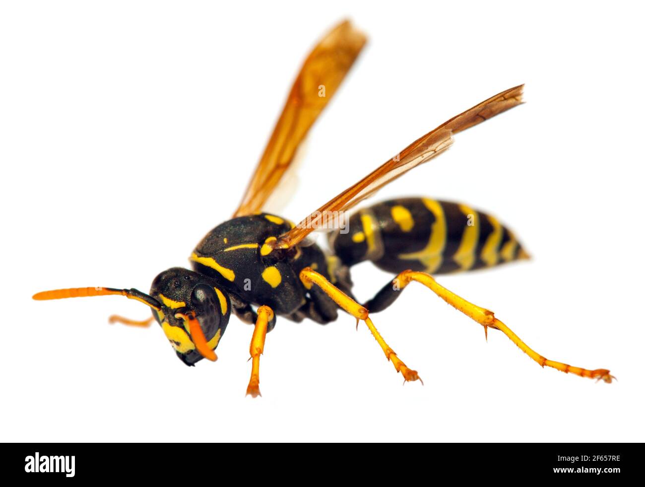 European wasp German wasp or German yellowjacket isolateed on white ...