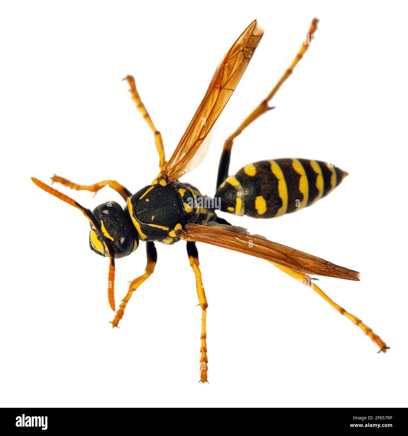 European wasp German wasp or German yellowjacket isolateed on white ...