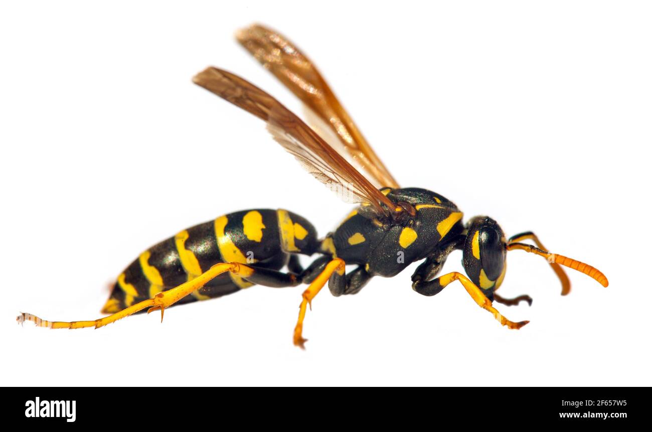 European wasp German wasp or German yellowjacket isolateed on white ...
