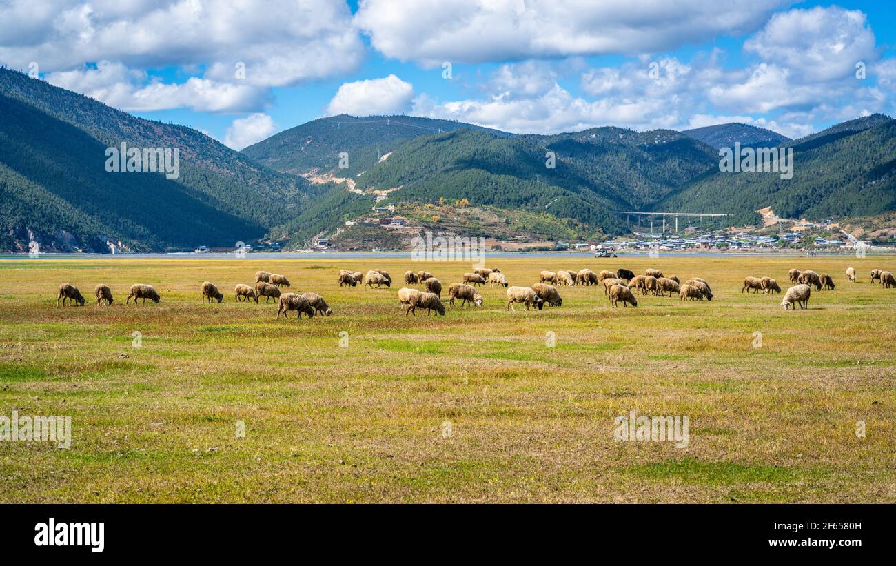 Grasslands with sheep hi-res stock photography and images - Alamy