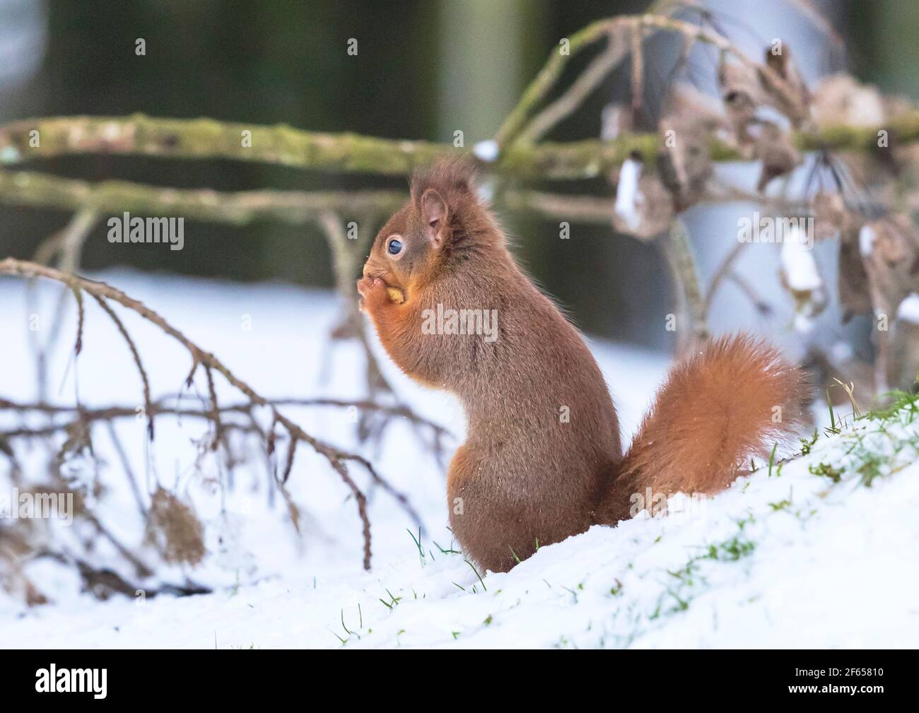 Red Squirrel (Sciurus Vulgaris) UK National Park Cumbria Stock Photo ...